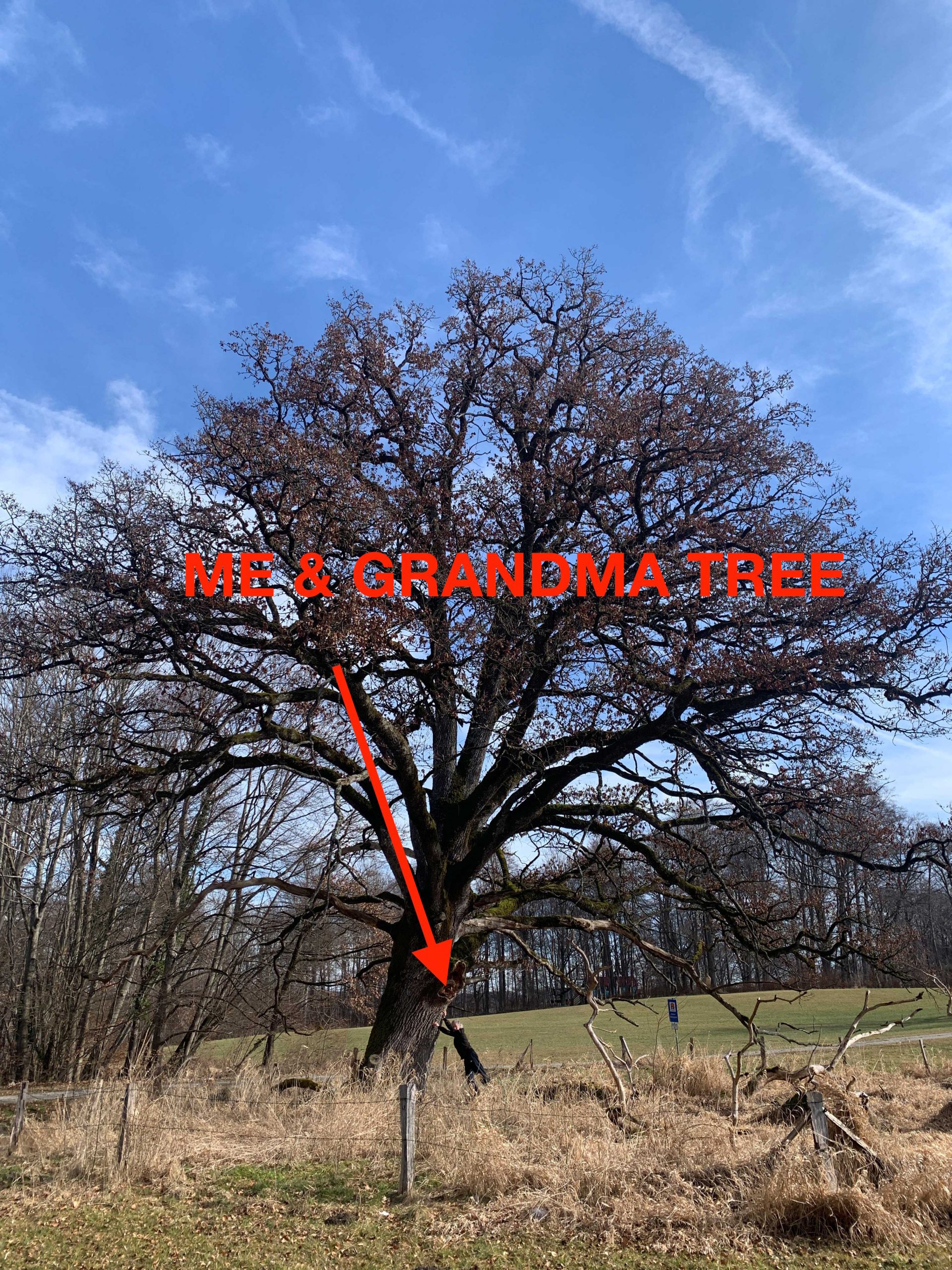 ARTWORK ON WHEELS IN AID OF ANCIENT TREES + BIODIVERSITY – Klaus Voormann